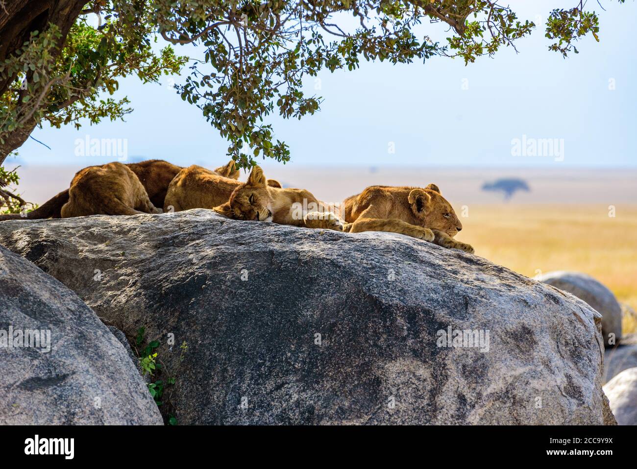 Group of young lions lying on rocks - beautiful scenery of savanna at ...