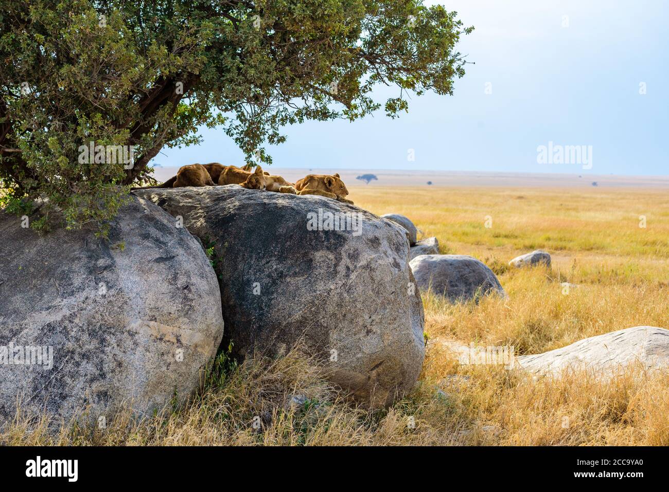 Group of young lions lying on rocks - beautiful scenery of savanna at ...