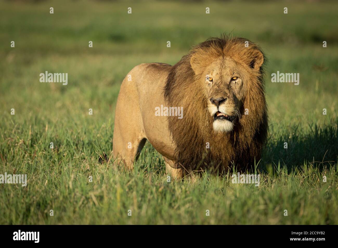 Lion king with a beautiful mane and yellow eyes standing in green grass ...