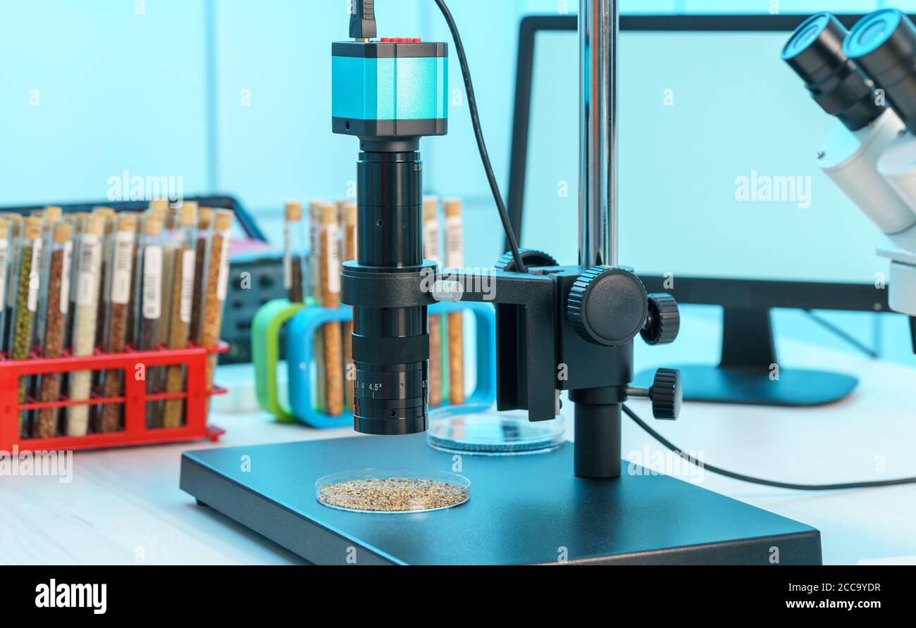 Research Analyzing Agricultural Grains And seeds In The Laboratory ...