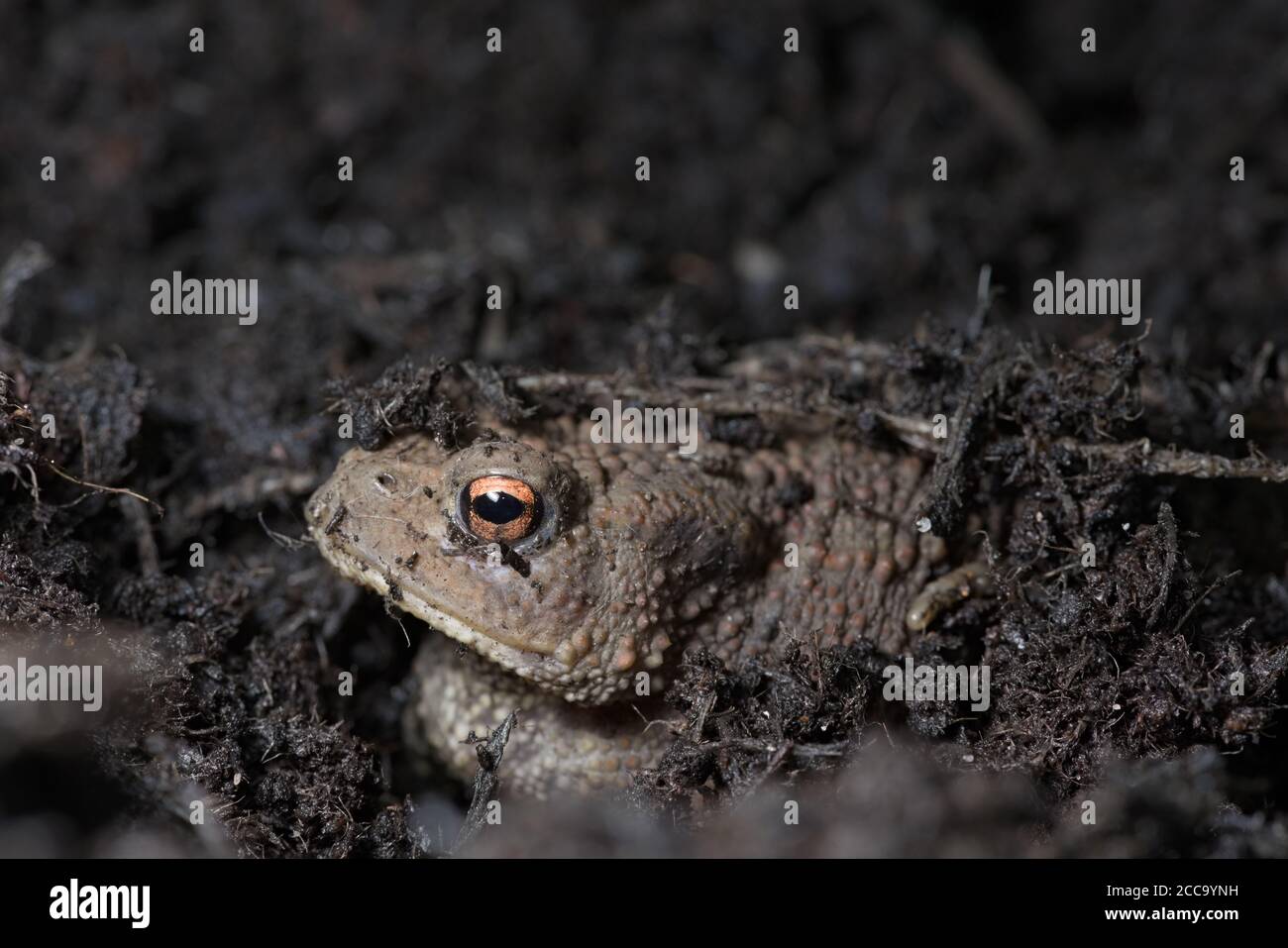 Toad face hi-res stock photography and images - Alamy