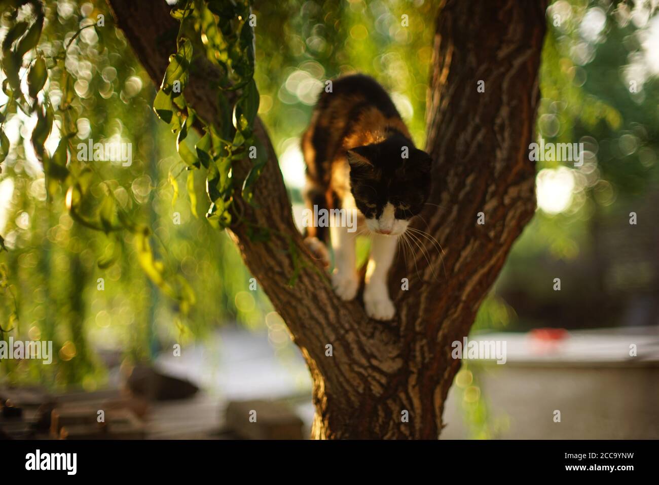 Black cat curly tail hi-res stock photography and images - Alamy