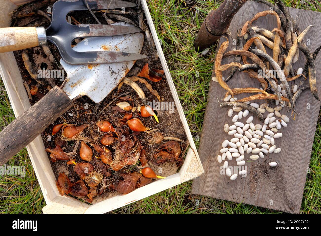 Tulip bulbs autumn box hi-res stock photography and images - Alamy