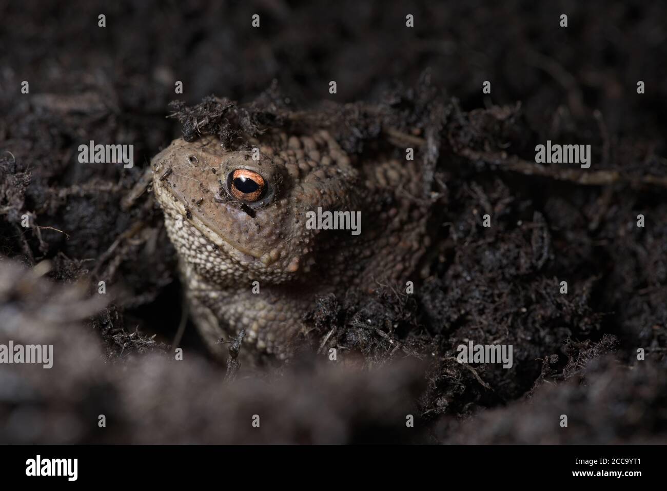 3 - Vibrant orange eye stands out as this toads face peeks out from ...