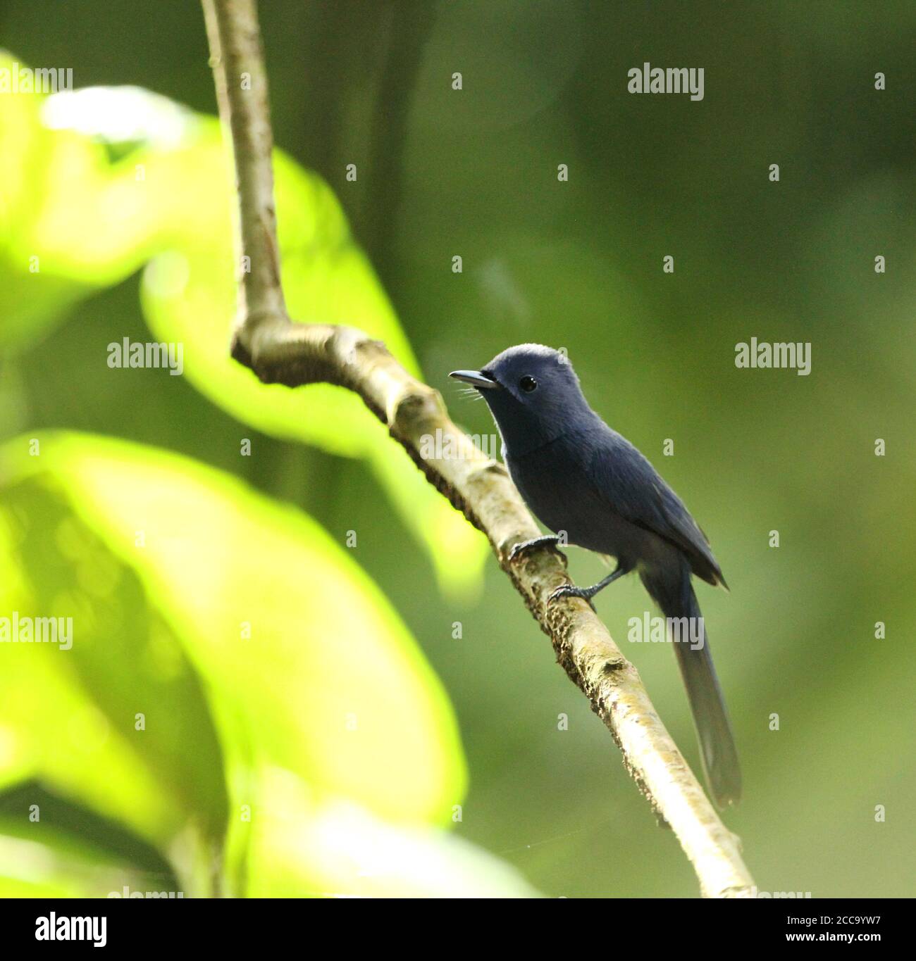 Male Babi Black-naped Monarch (Hypothymis azurea abbotti) on the Babi ...