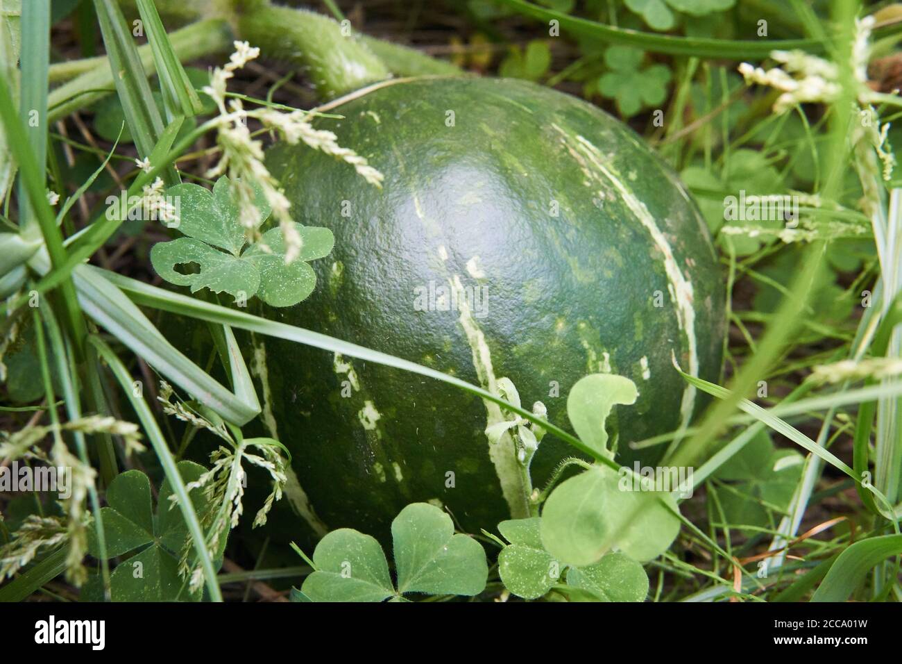 A kabocha (Cucurbita maxima, also called kabocha squash or Japanese ...