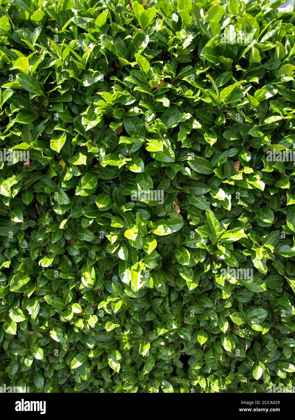 Vertical shot of a hedge of Prunus laurocerasus - perfect for mobile ...