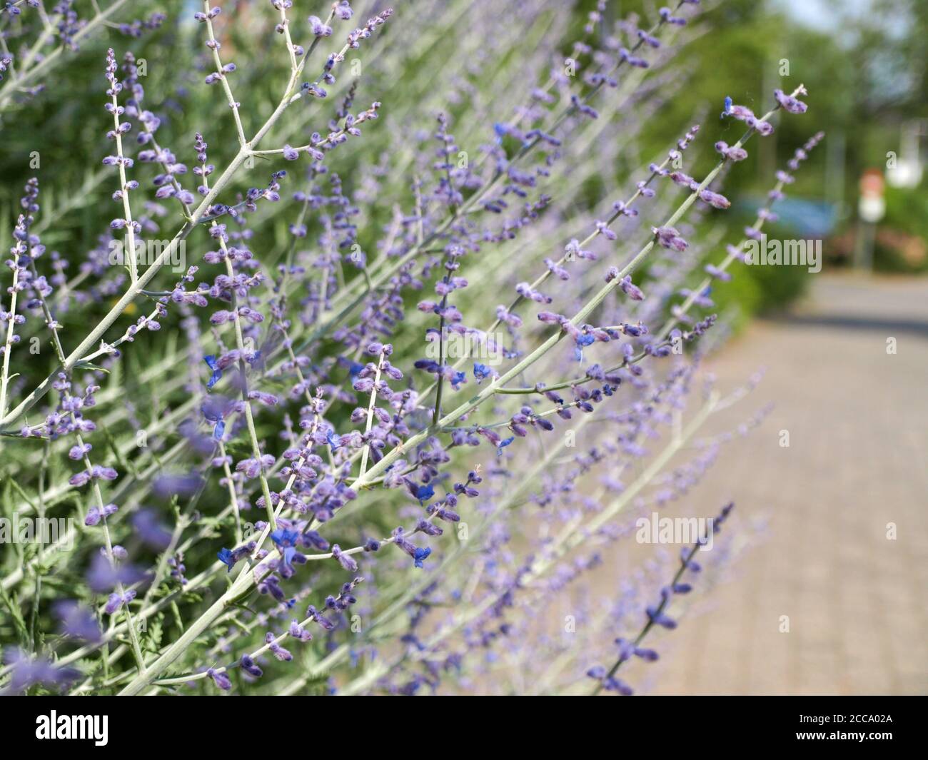 Lavandula pinnata pinnata hi-res stock photography and images - Alamy