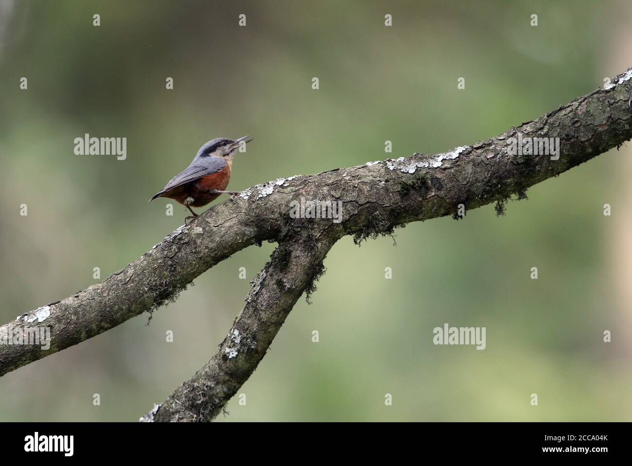 Singing male Kashmir Nuthatch (Sitta cashmirensis) in montane forest near Gulmarg, Kashmir ...