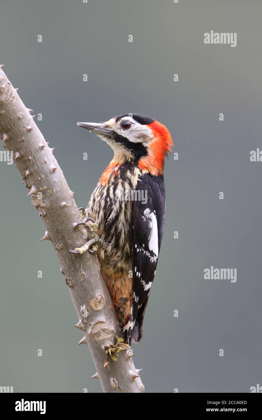 Crimson-breasted woodpecker (Dryobates cathpharius) perched against a ...