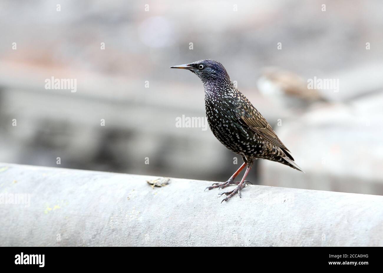 Himalayan Common Starling (Sturnus vulgaris humii) in train station New ...