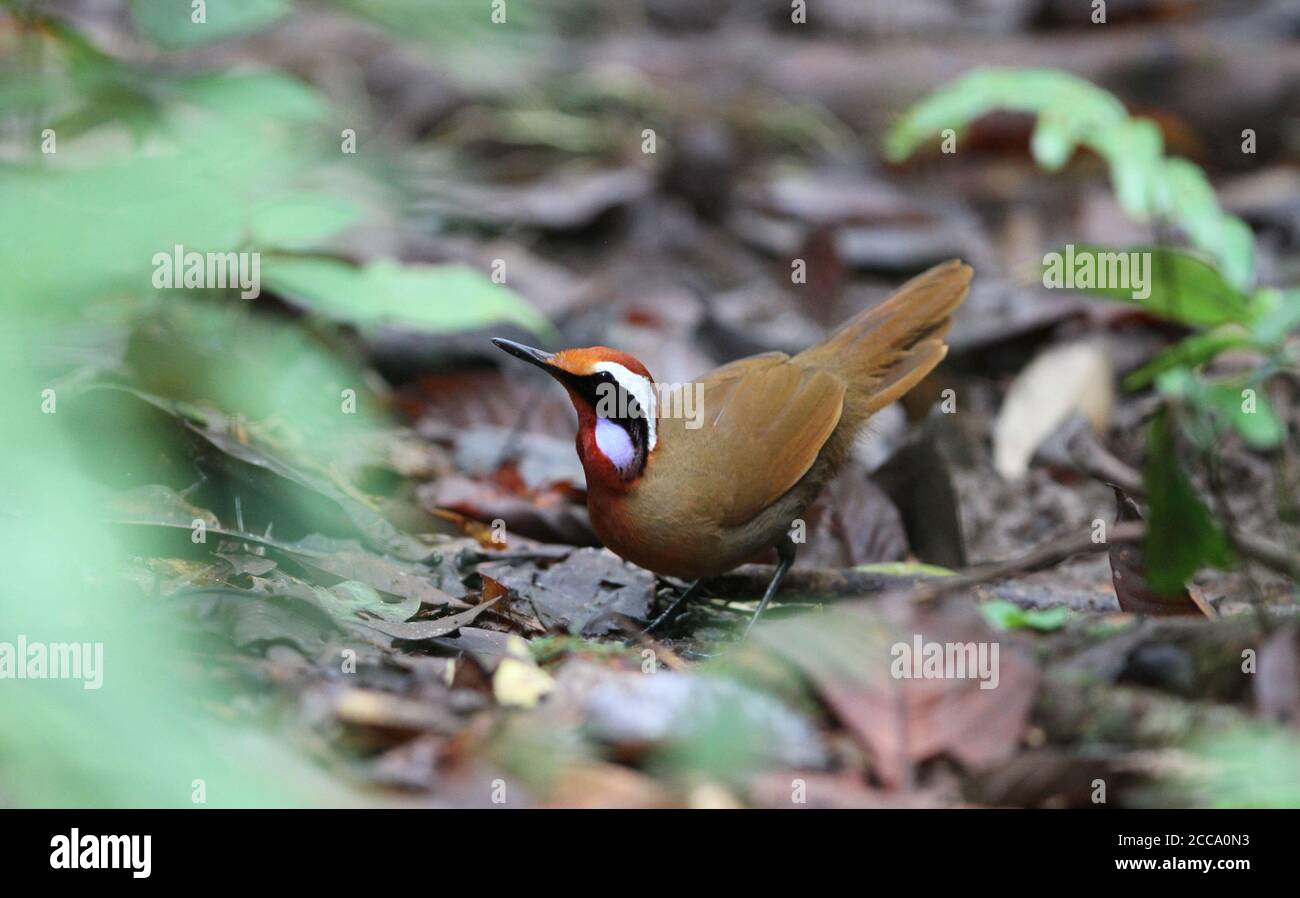 Displaying Malaysian rail-babbler (Eupetes macrocerus) standing on the ...