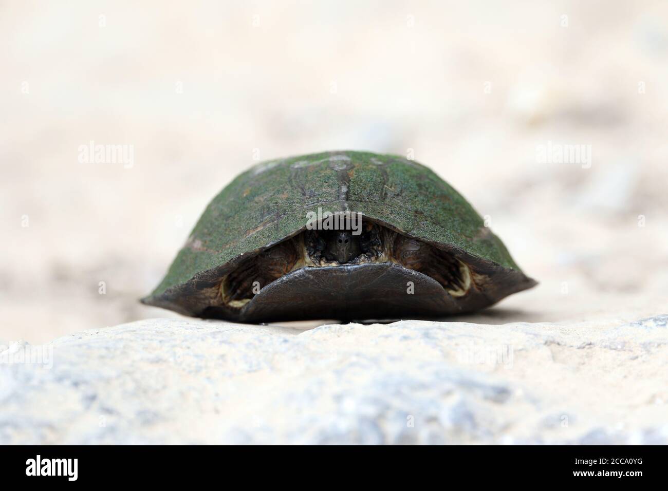 Asian leaf turtle (Cyclemys dentata) lying on a rock in Myanmar ...