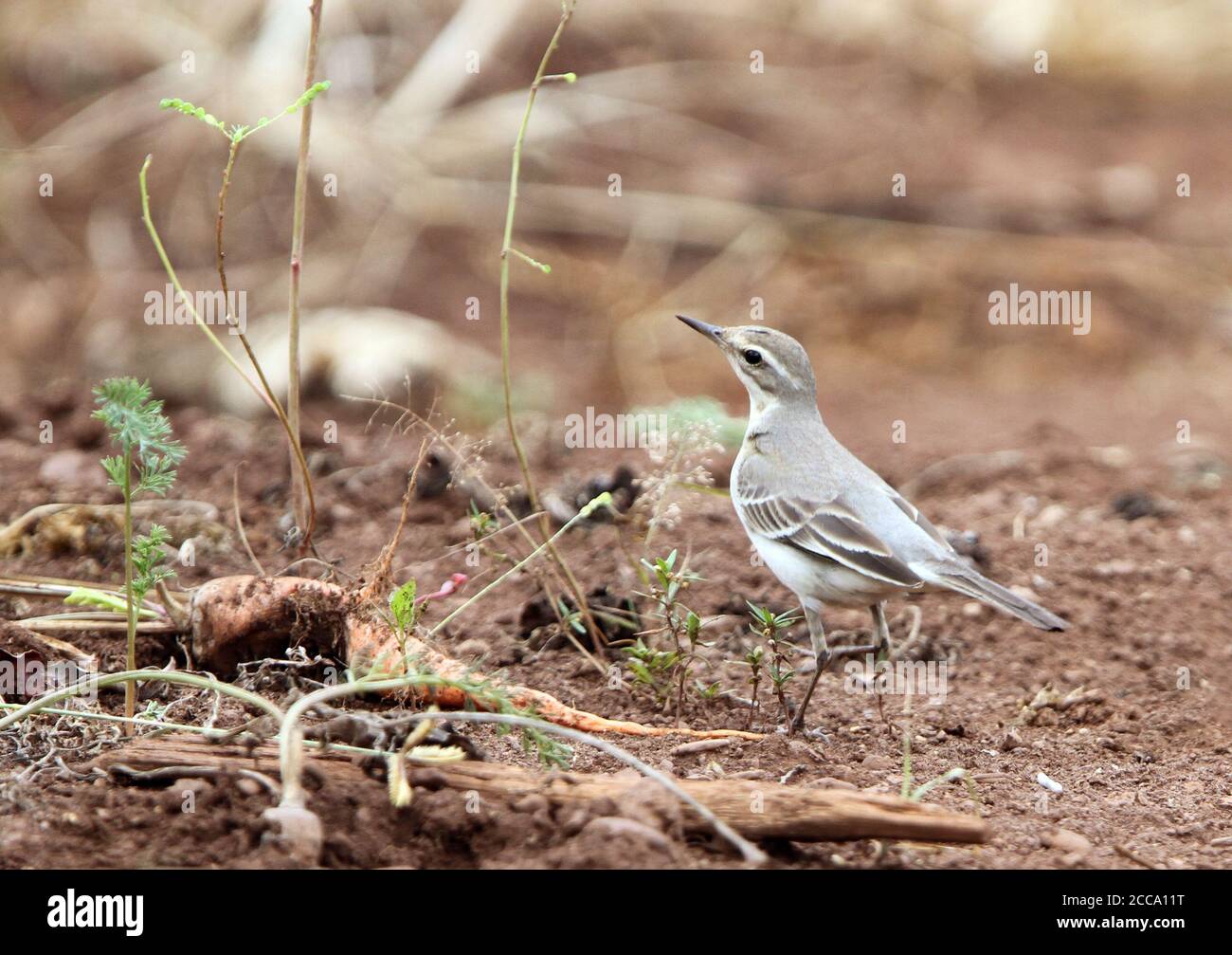 Indonesia animal migration hi-res stock photography and images - Alamy
