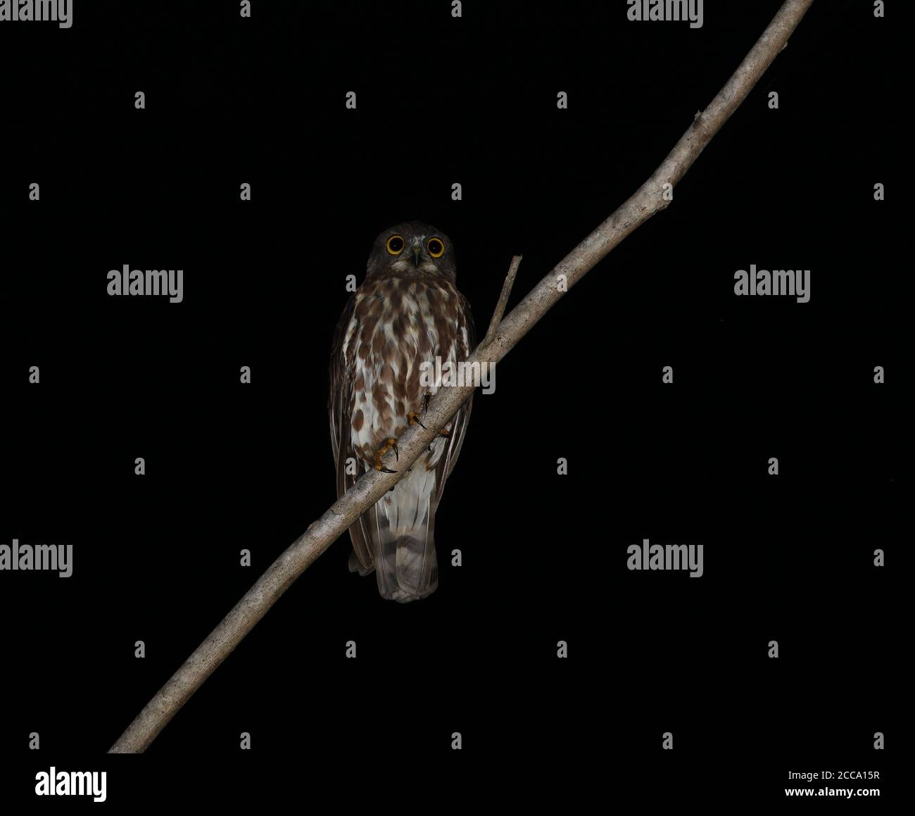 Northern Boobook (Ninox japonica) at night perched Stock Photo - Alamy