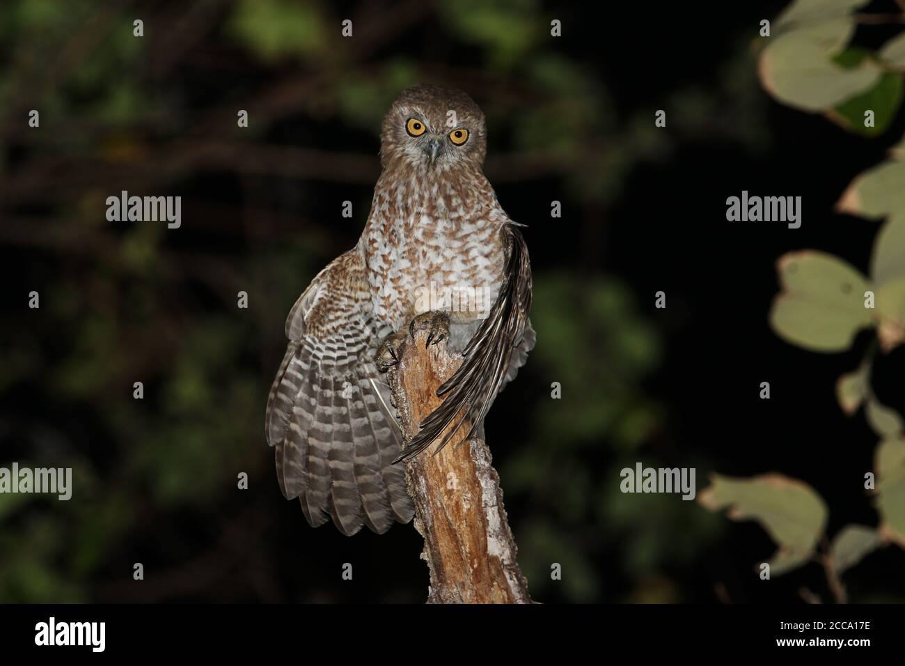 Southern Boobook (Ninox boobook ssp. rotiensis) perched in a tree Stock ...