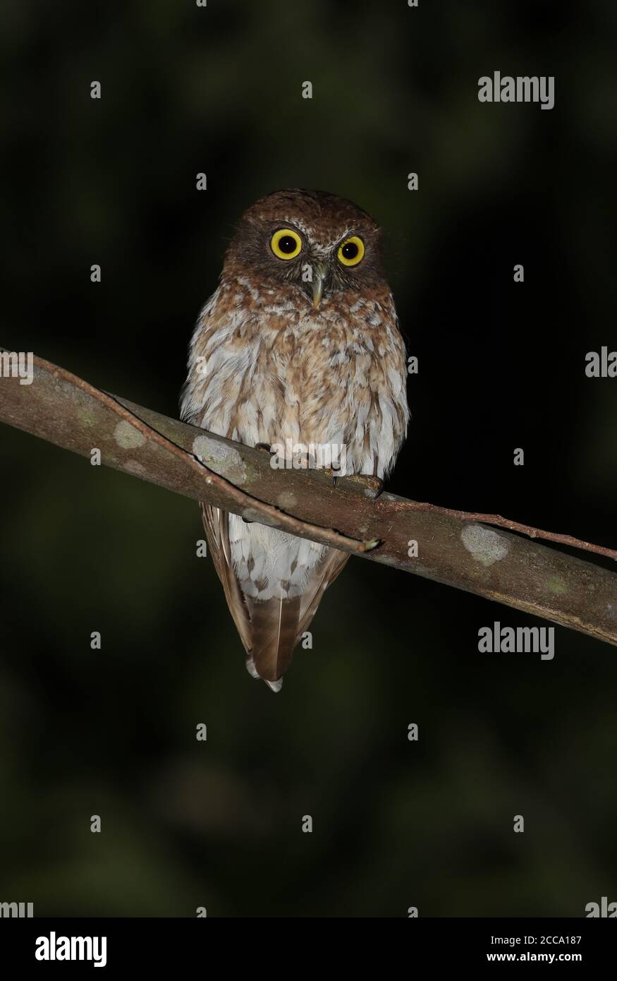 Togian boobook hi-res stock photography and images - Alamy