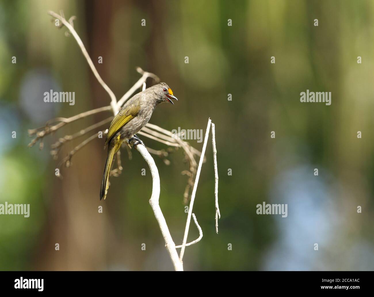 Aceh Bulbul (Pycnonotus snouckaerti) perched in tree on Nagan Raya ...