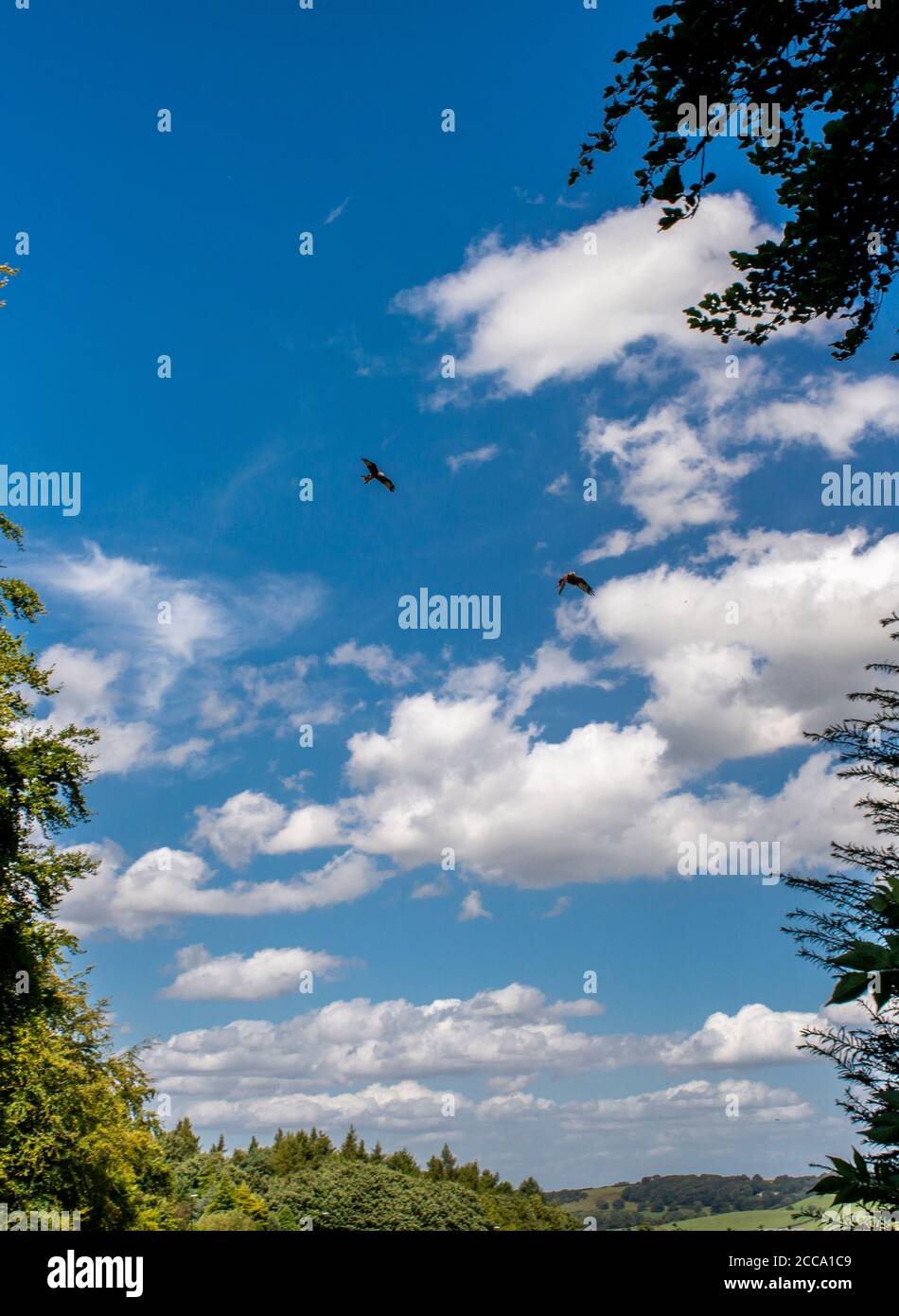 Harrogate, North Yorkshire, UK. 15th Aug, 2020. Red kites flying ...