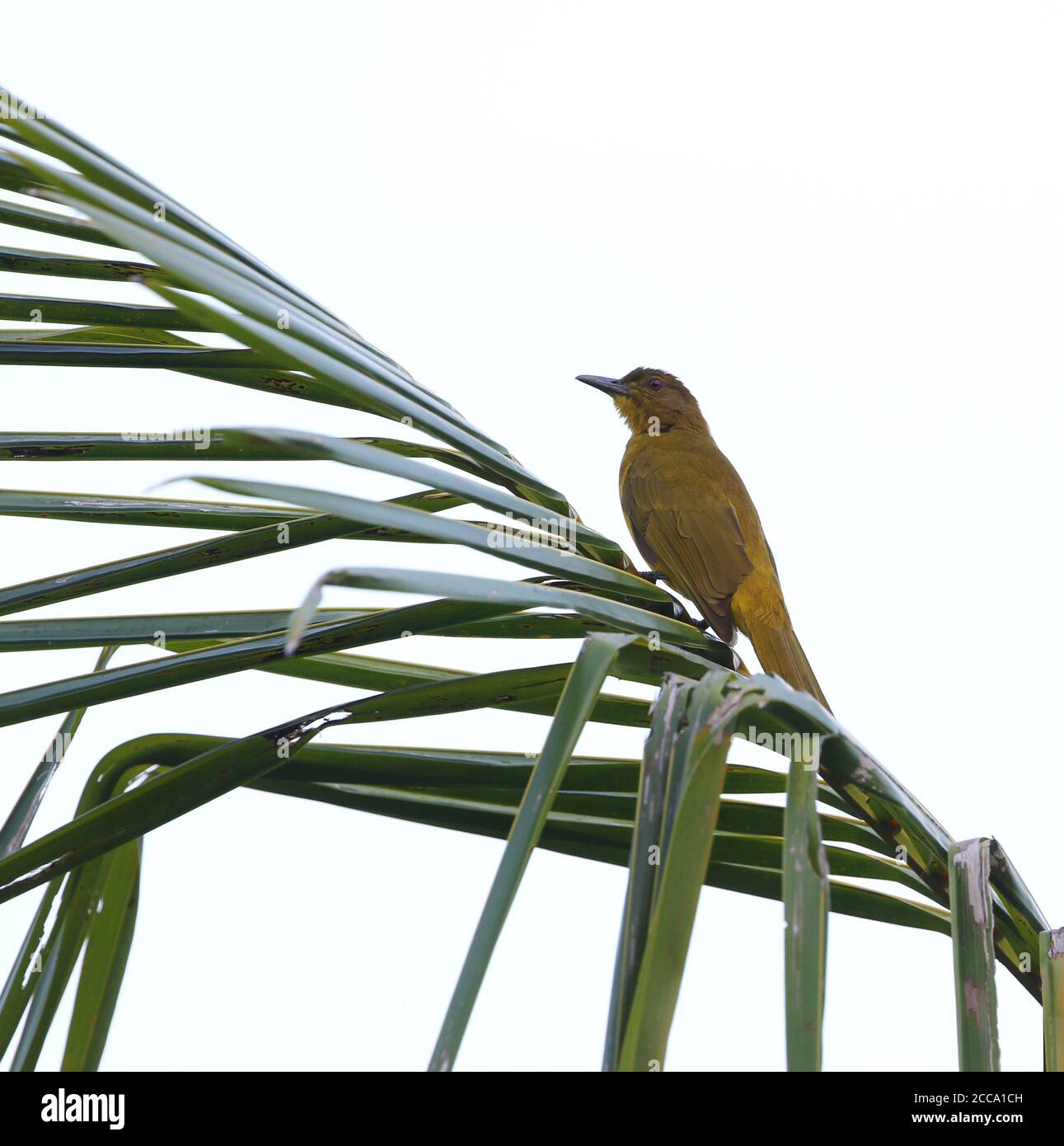 Togian Northern Golden Bulbul (Thapsinillas longirostris aurea) on the Togian Islands, Indonesia ...