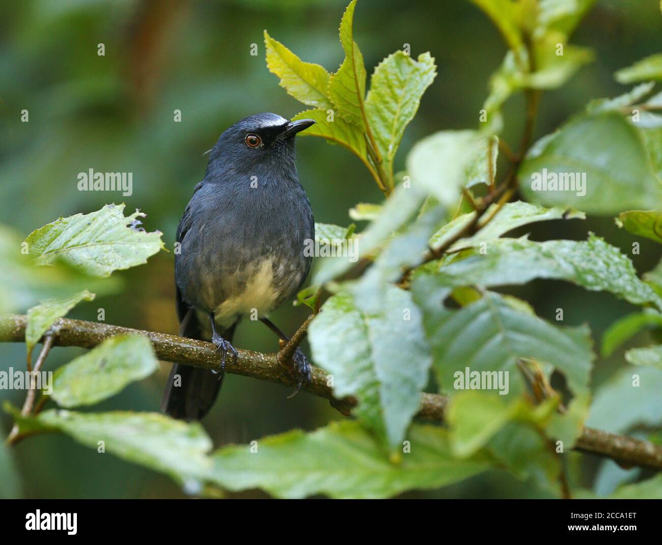 White-bellied Blue Robin (Sholicola albiventris) perched in understory ...