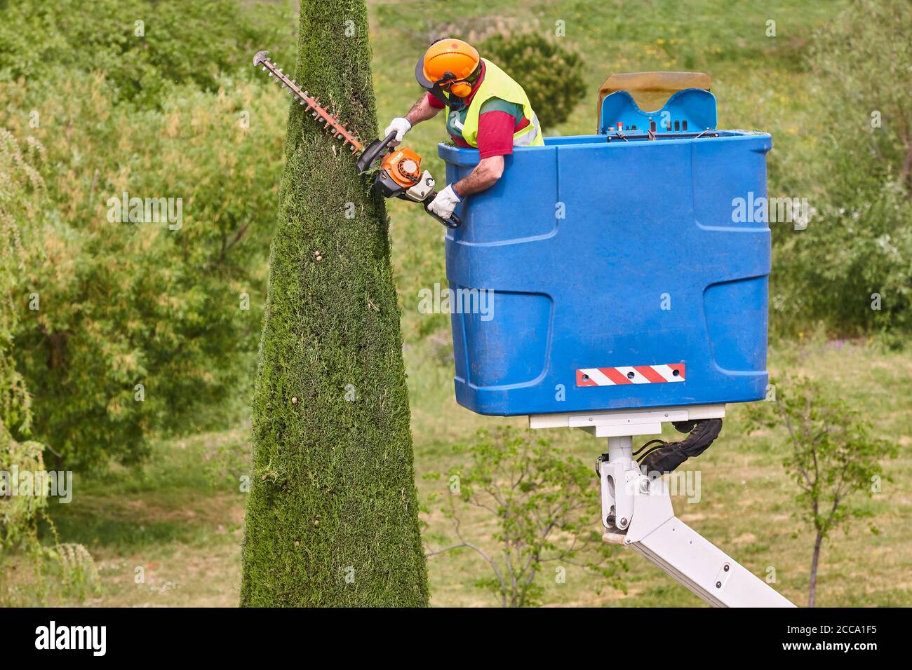 Gardener pruning a cypress tree with a chainsaw and a crane Stock Photo ...