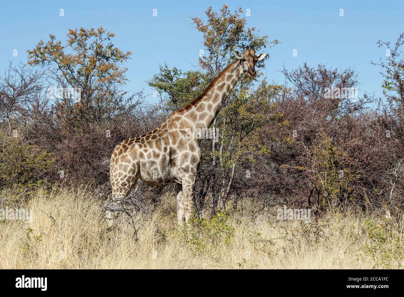 Giraffe in the bush hi-res stock photography and images - Alamy