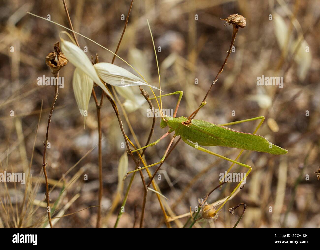 Long legged insect hi-res stock photography and images - Alamy