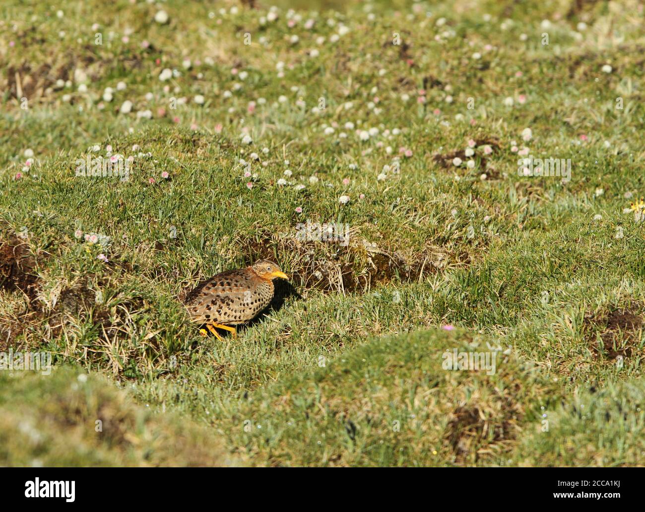 Adult Yellow-legged Buttonquail (Turnix tanki) walking in the open in a ...