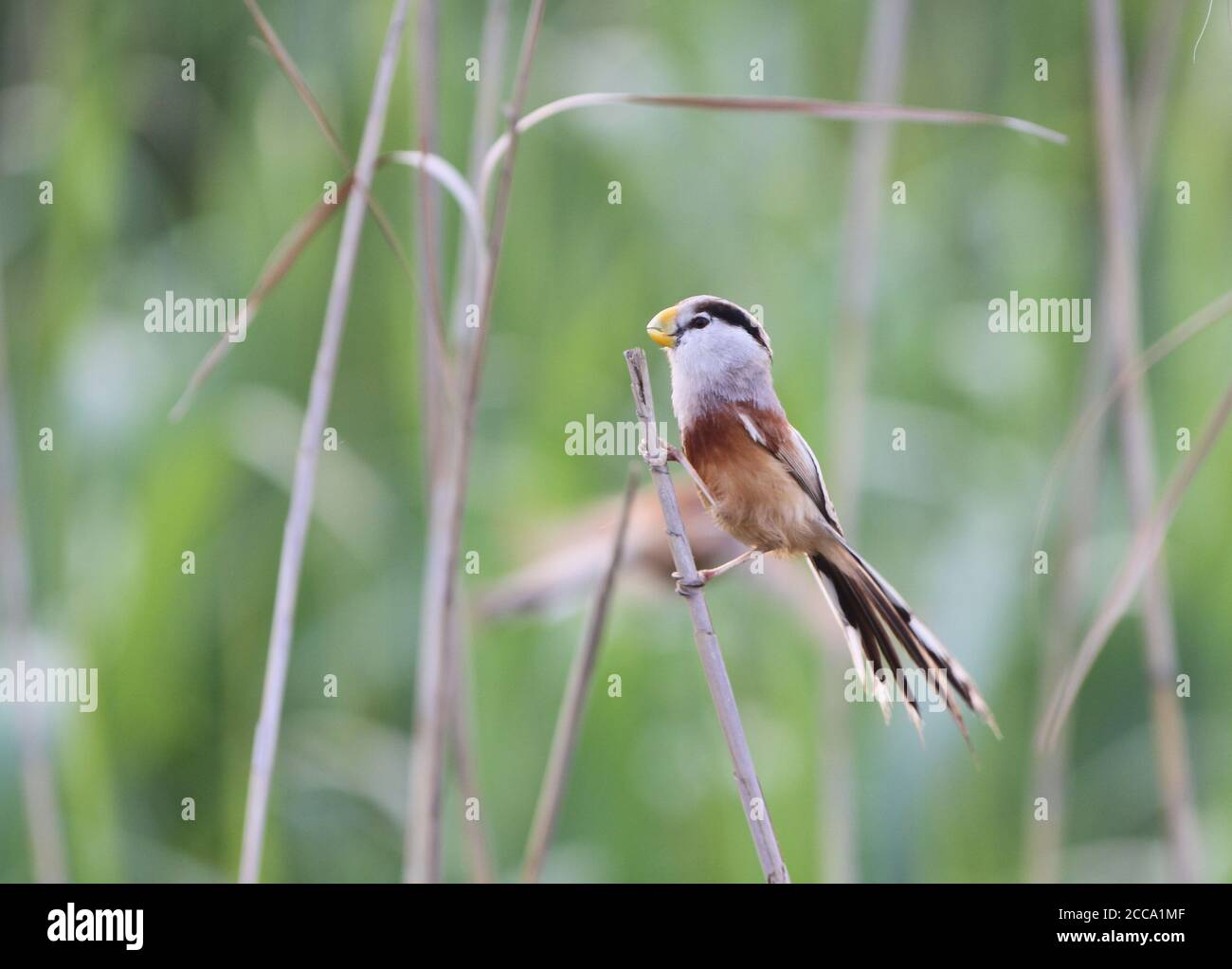 Reed Parrotbill (Paradoxornis heudei) perched on top of a reed stem in ...