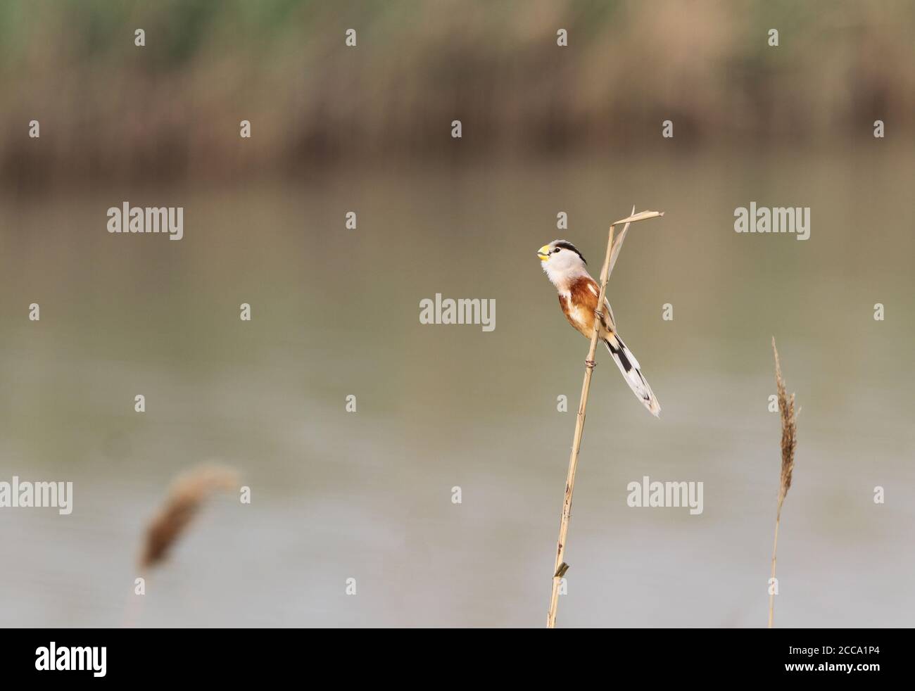 Reed Parrotbill (Paradoxornis heudei) perched on top of a reed stem in ...