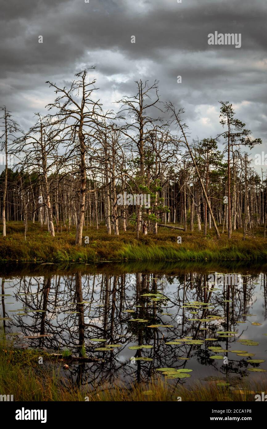 Dried trees with their reflection in bog lake on overcast day Stock ...