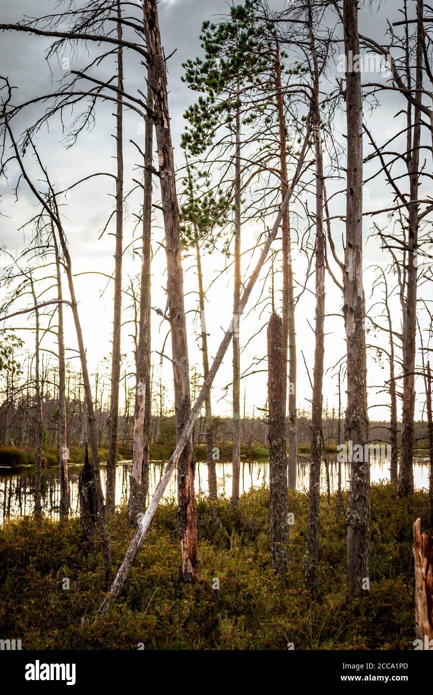 Dried trees with bog scenery on background Stock Photo - Alamy