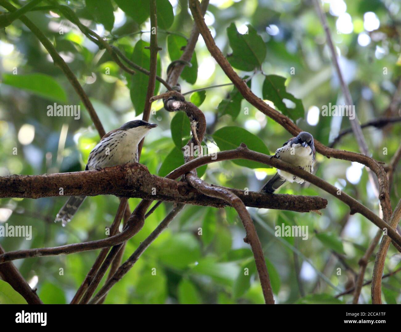 Grey-crowned crocias (Laniellus langbianis) in the Da Lat Plateau in ...