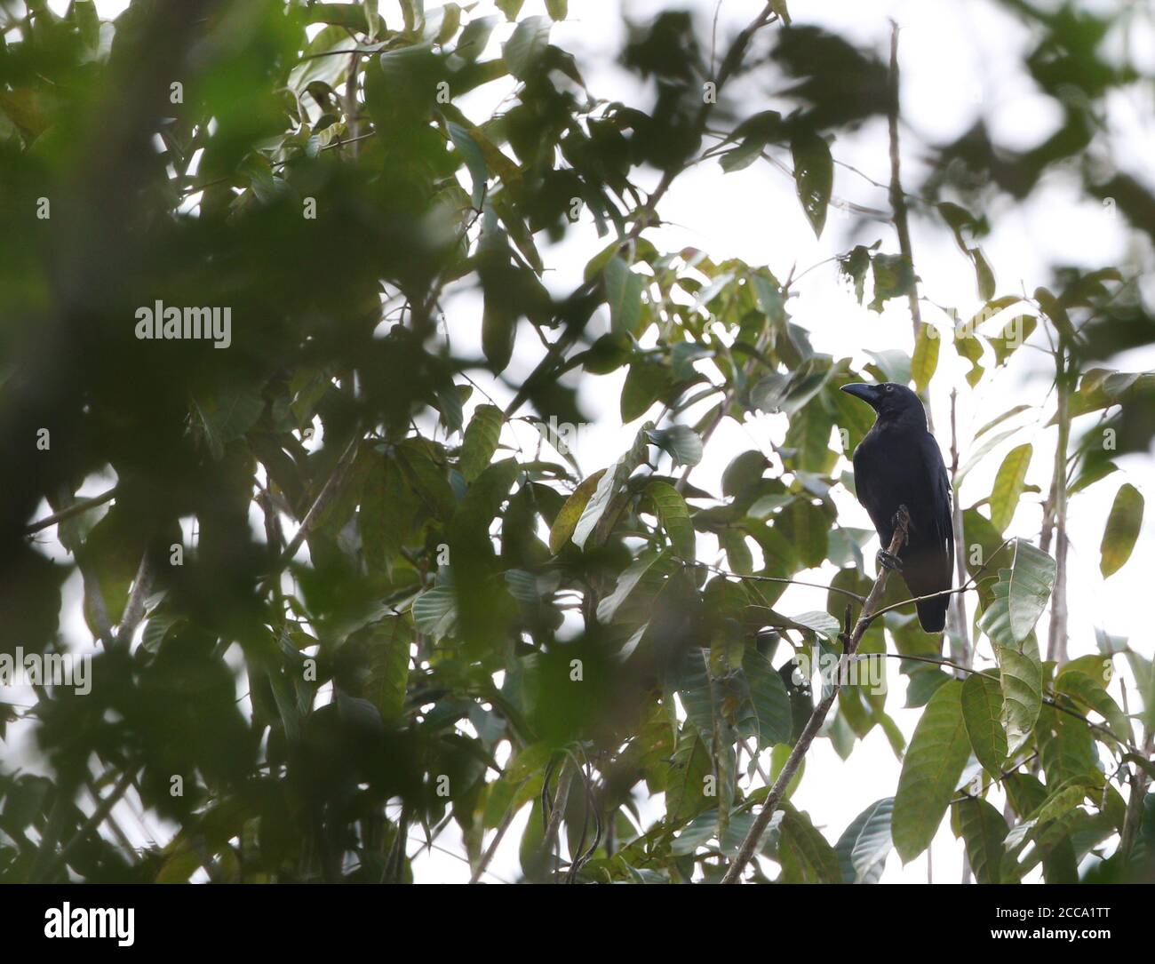 Critically endangered Banggai Crow (Corvus unicolor) perched in a ...
