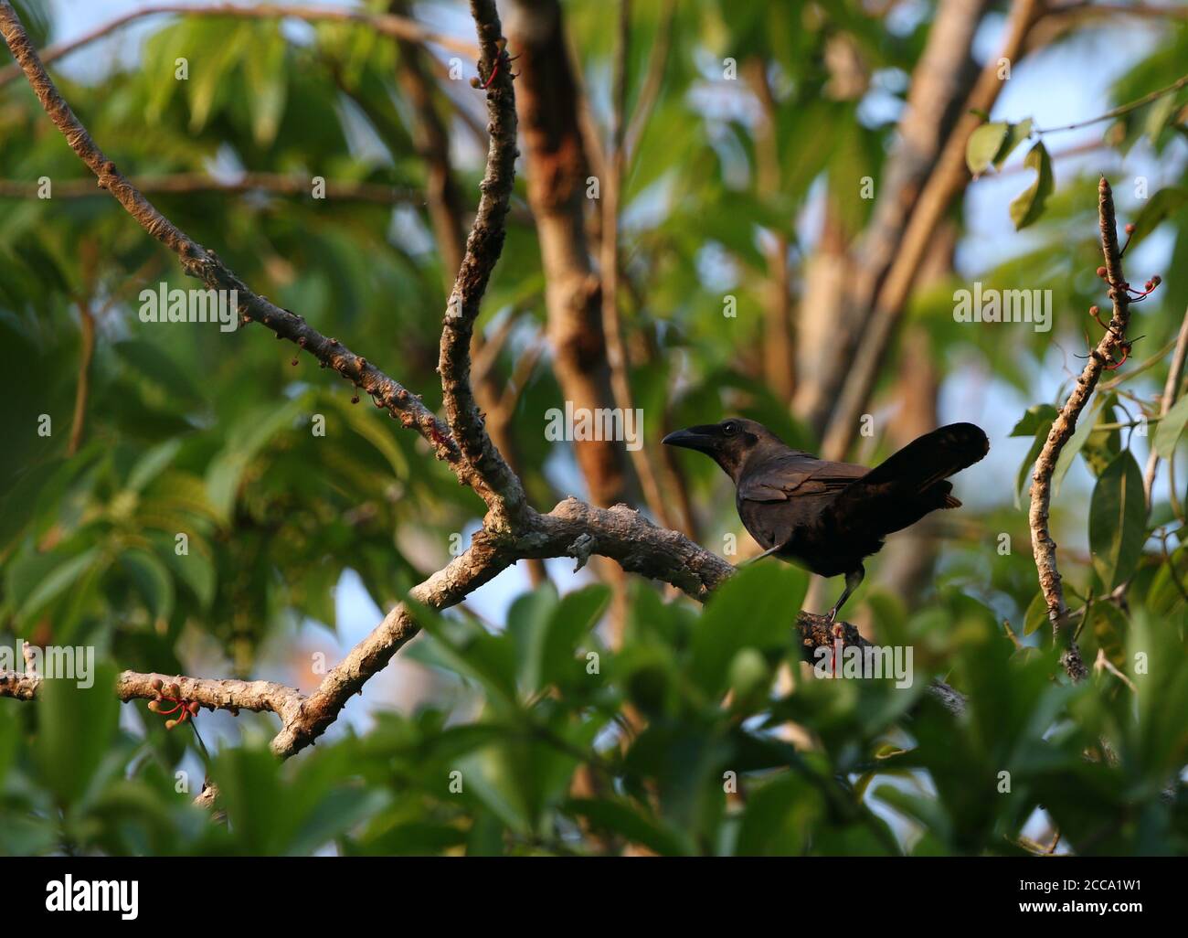 Flores Crow (Corvus florensis) on Flores, Lesser Sundas. It is endemic ...