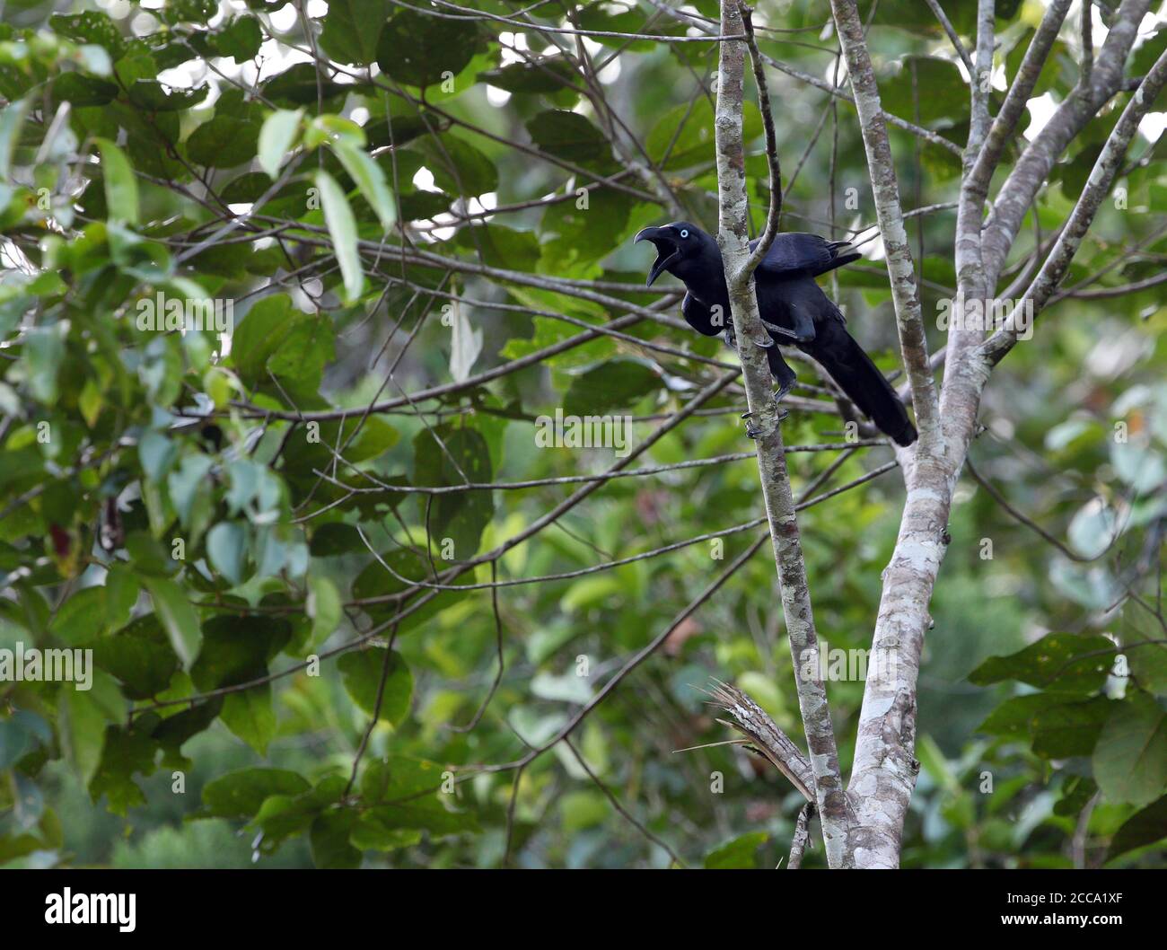 Long-billed Crow (Corvus validus) on the island Halmahera, Indonesia ...