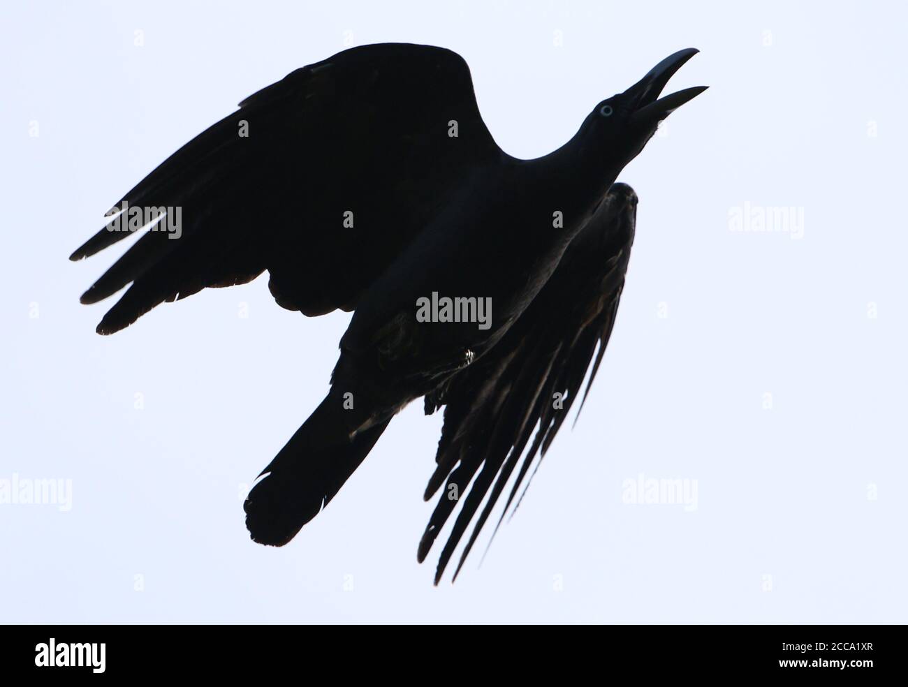 Long-billed Crow (Corvus validus) on the island Halmahera, Indonesia ...
