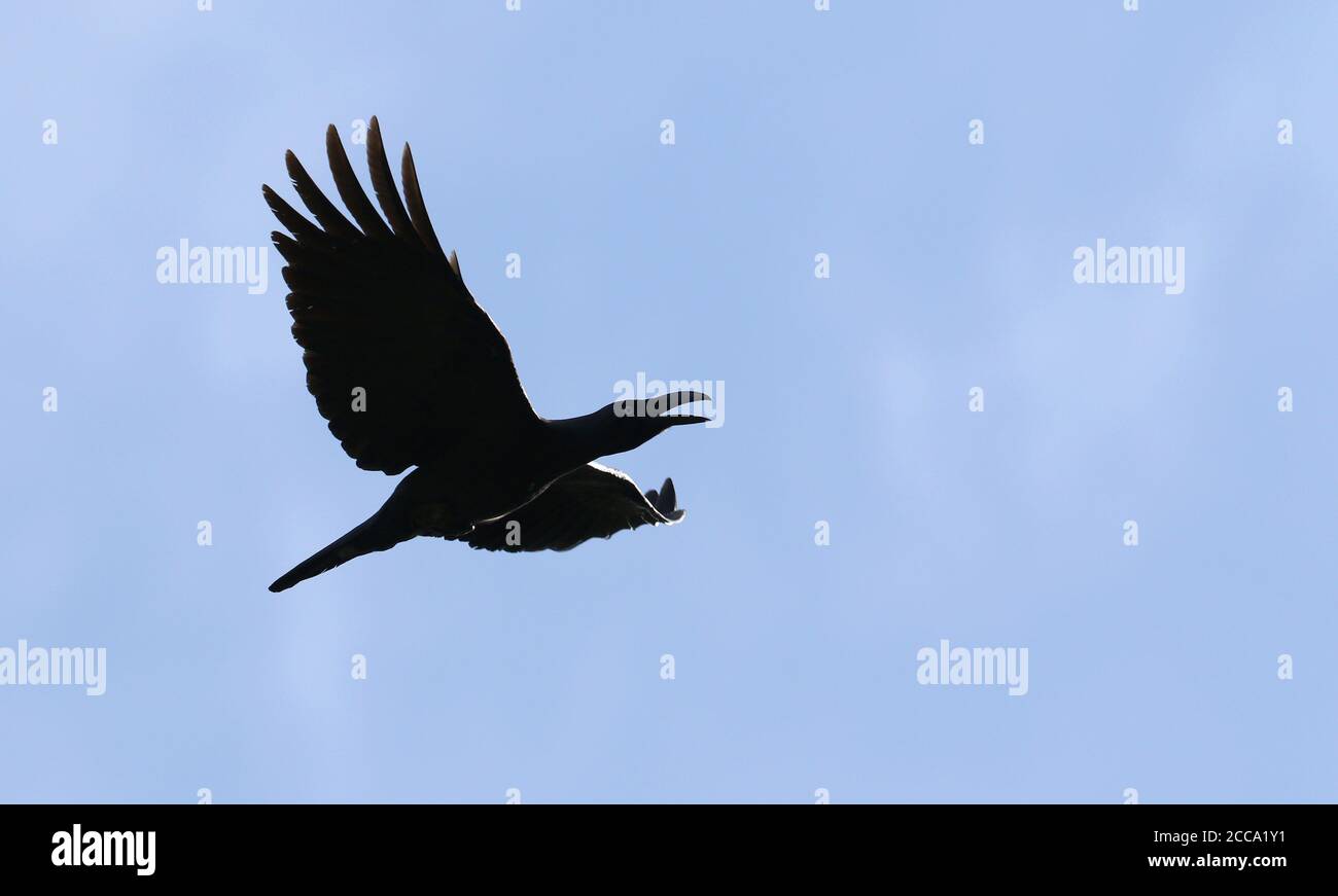 Long-billed Crow (Corvus validus) on the island Halmahera, Indonesia ...