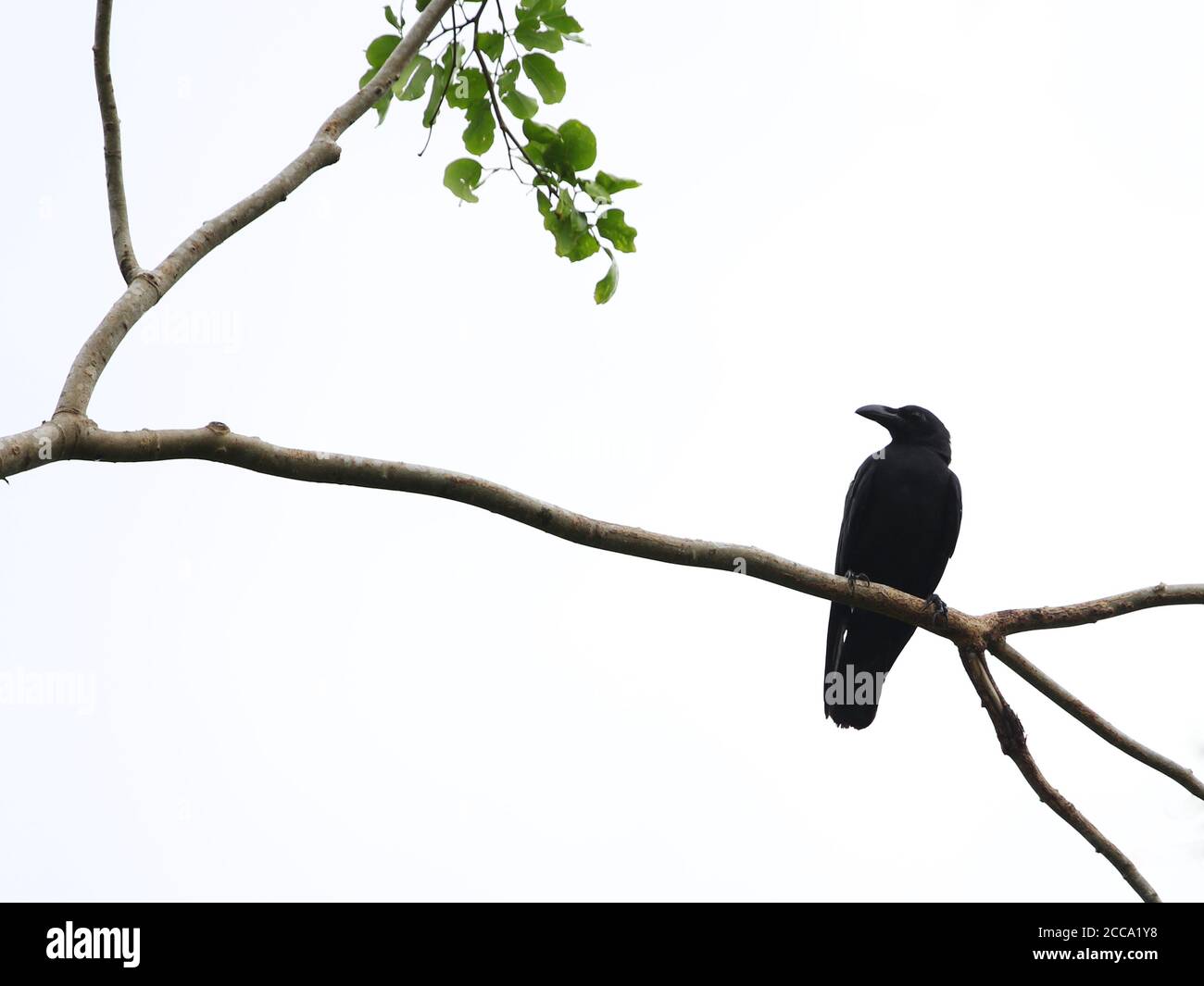 Slender-billed Crow (Corvus enca) in the Wakatobi Regency, Sulawesi ...