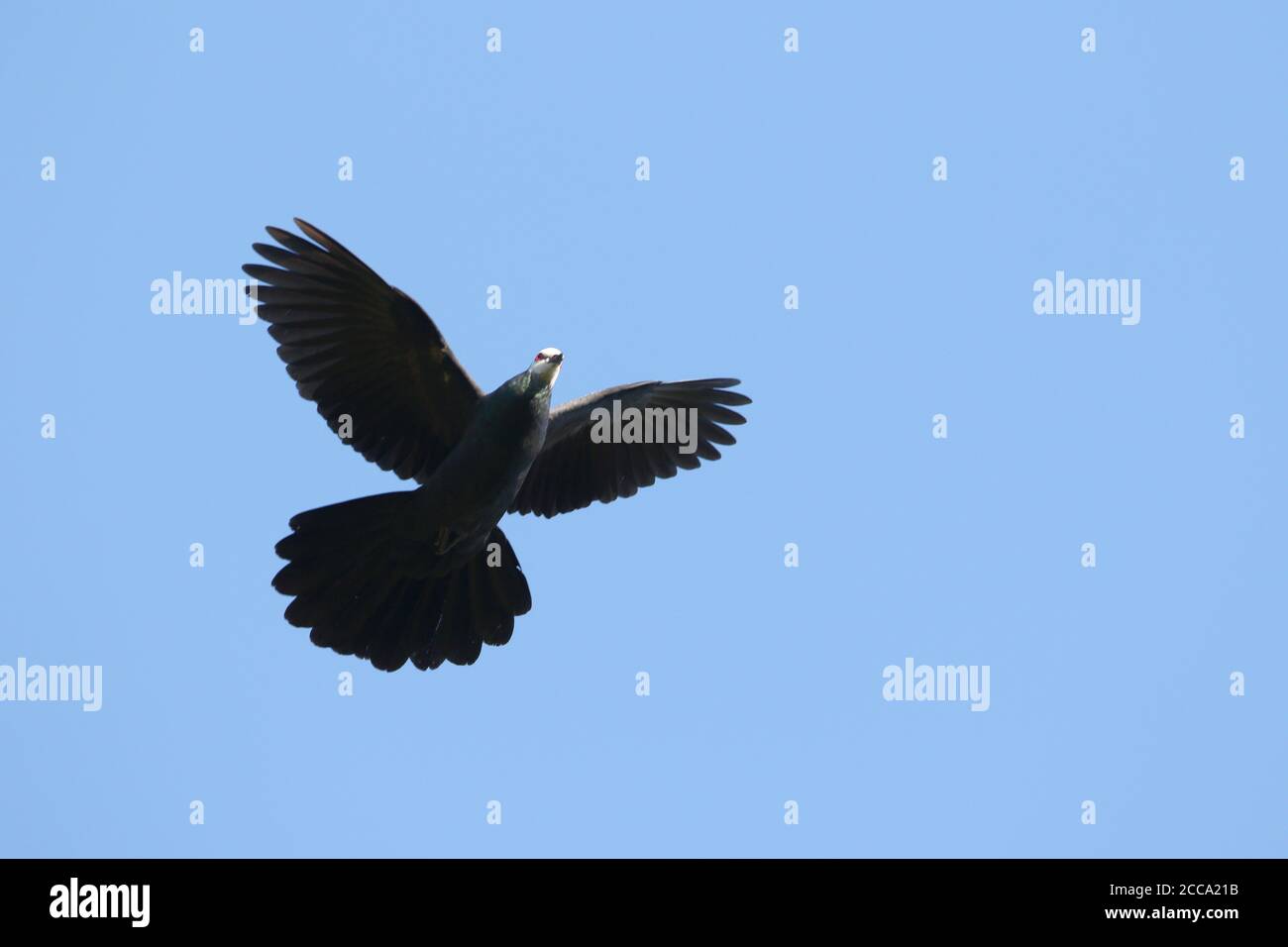 Sula Cuckoo-dove (Turacoena sulaensis) on the island Taliabu, part of ...