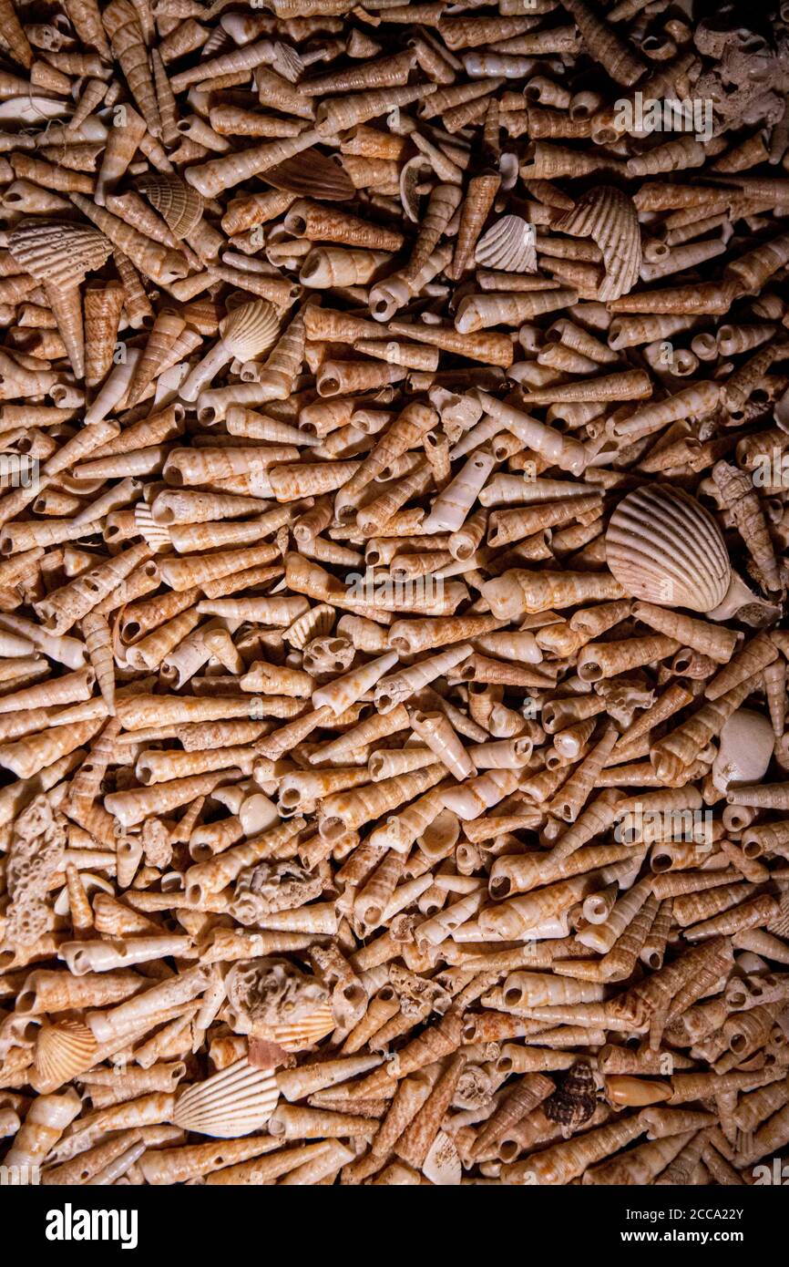 Moluscos conchas playa hi-res stock photography and images - Alamy