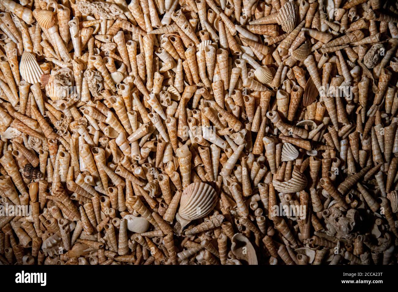 Snails, mollusks, seashells and clams on the beach of San Nicolas ...