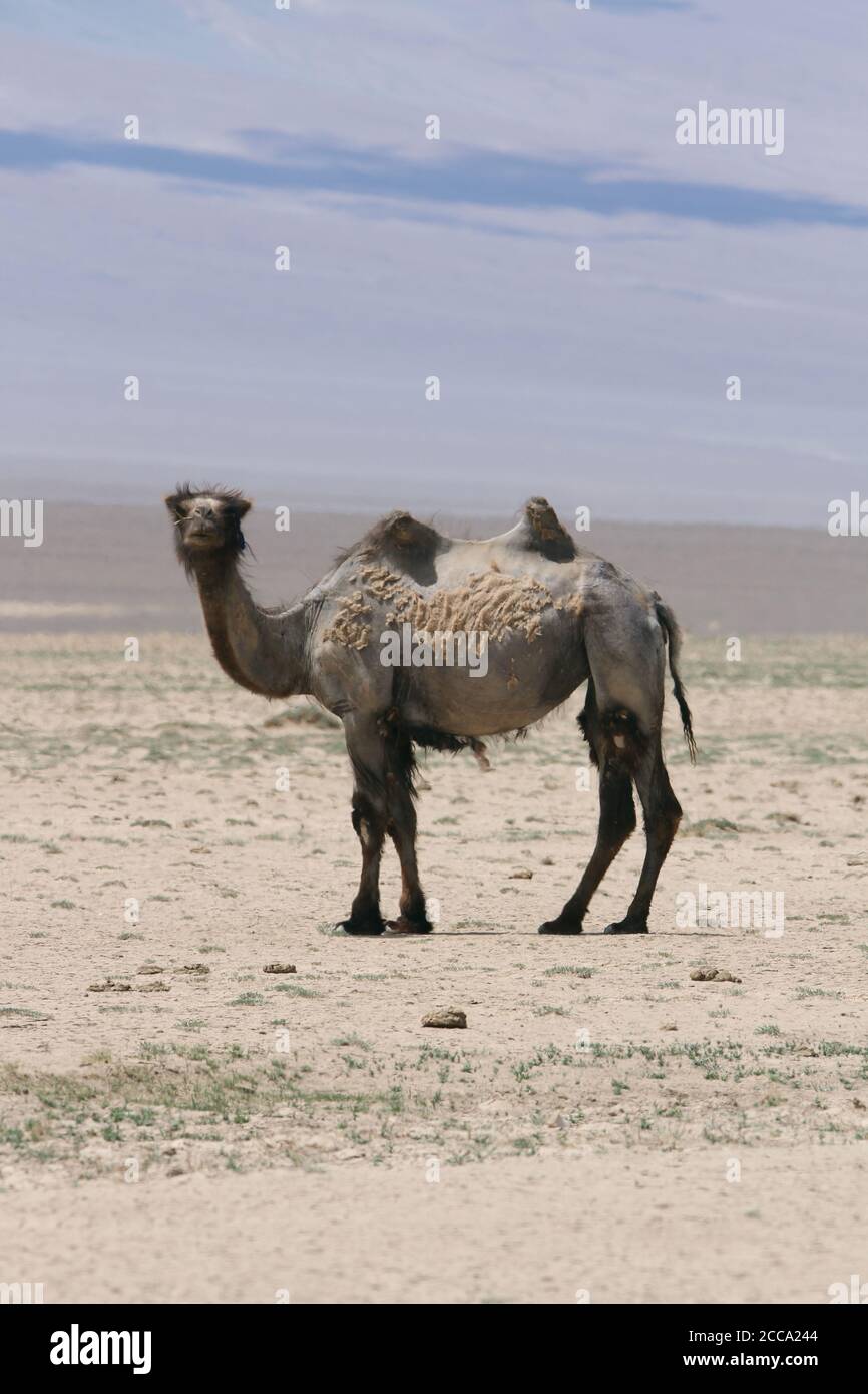 Domestic Camel, (Camelus ferus bactrianus) in the desert of Mongolia ...