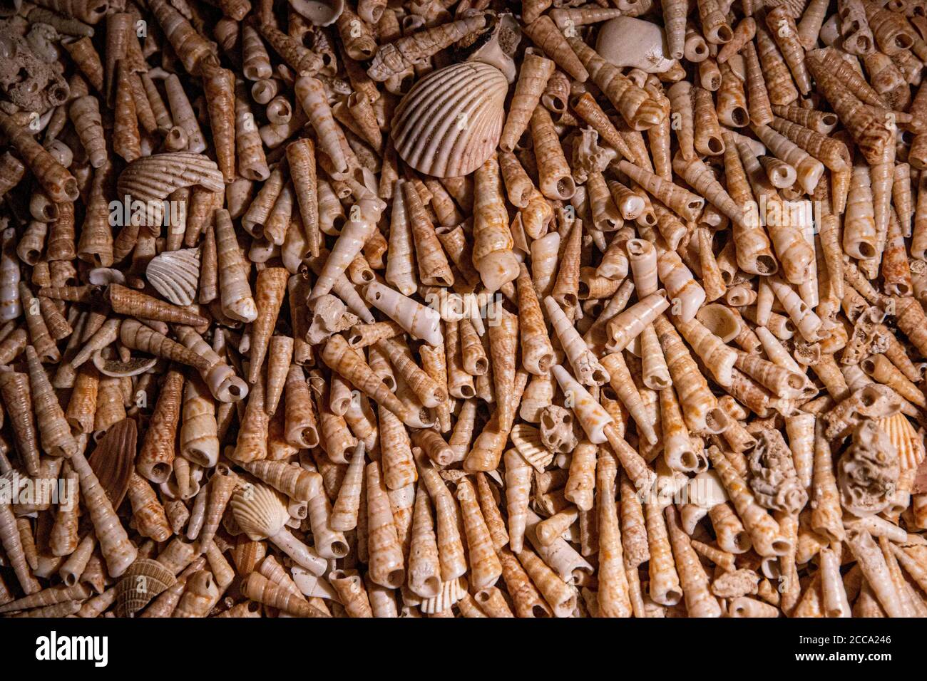 Snails, mollusks, seashells and clams on the beach of San Nicolas ...