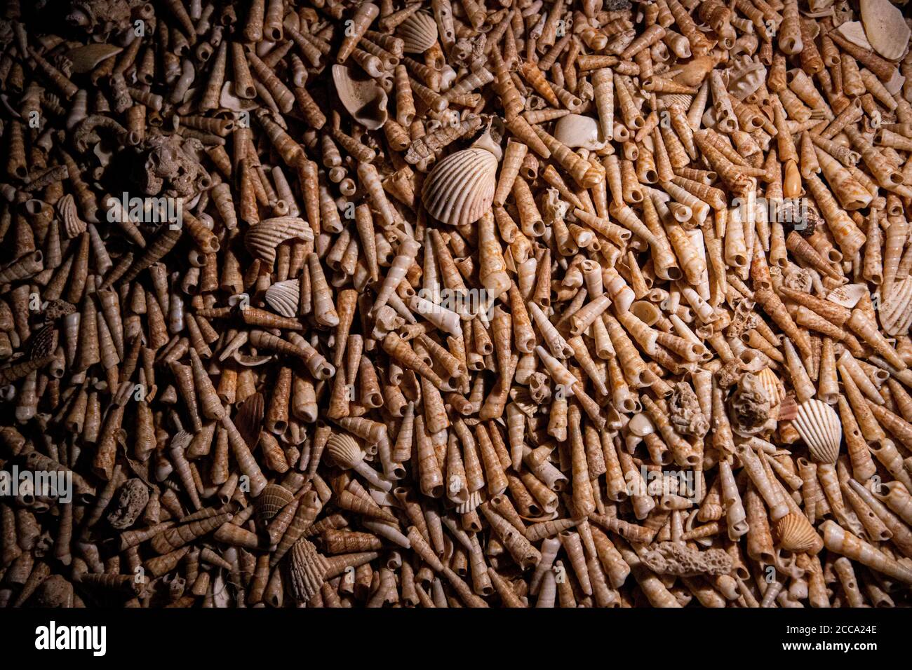 Snails, mollusks, seashells and clams on the beach of San Nicolas ...