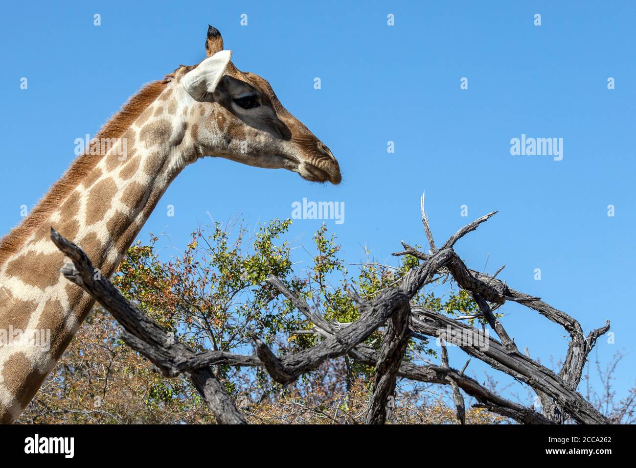 Head of a giraffe using ears to shade its eyes from the sun Stock Photo ...