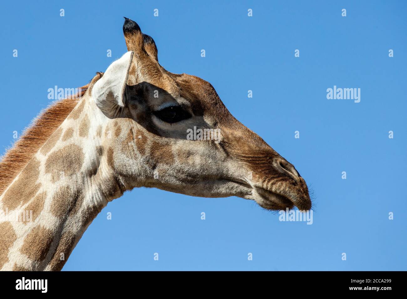Head of a giraffe using ears to shade its eyes from the sun Stock Photo ...