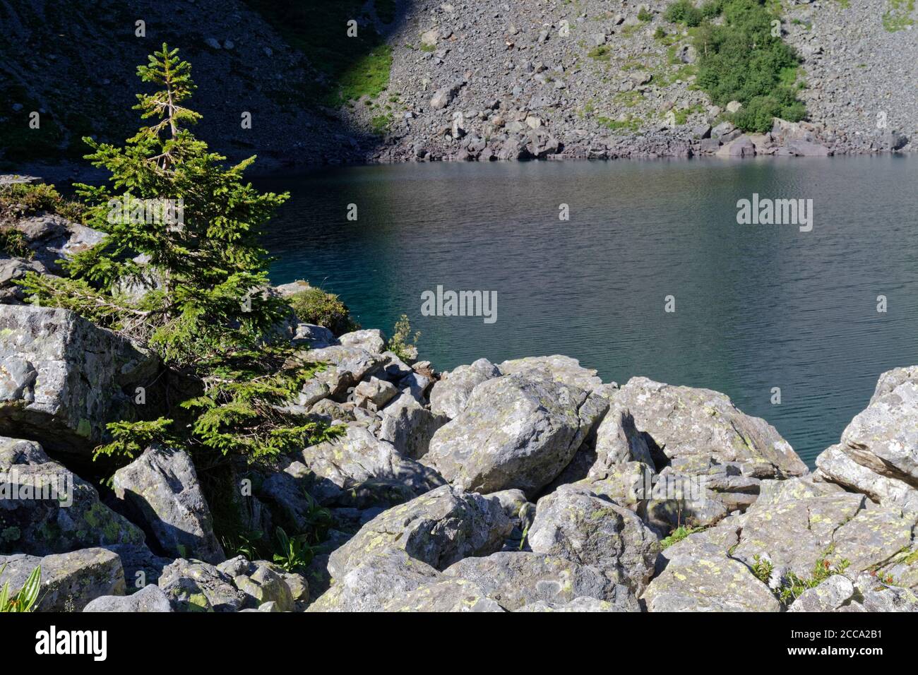Lonely small fir tree hi-res stock photography and images - Alamy