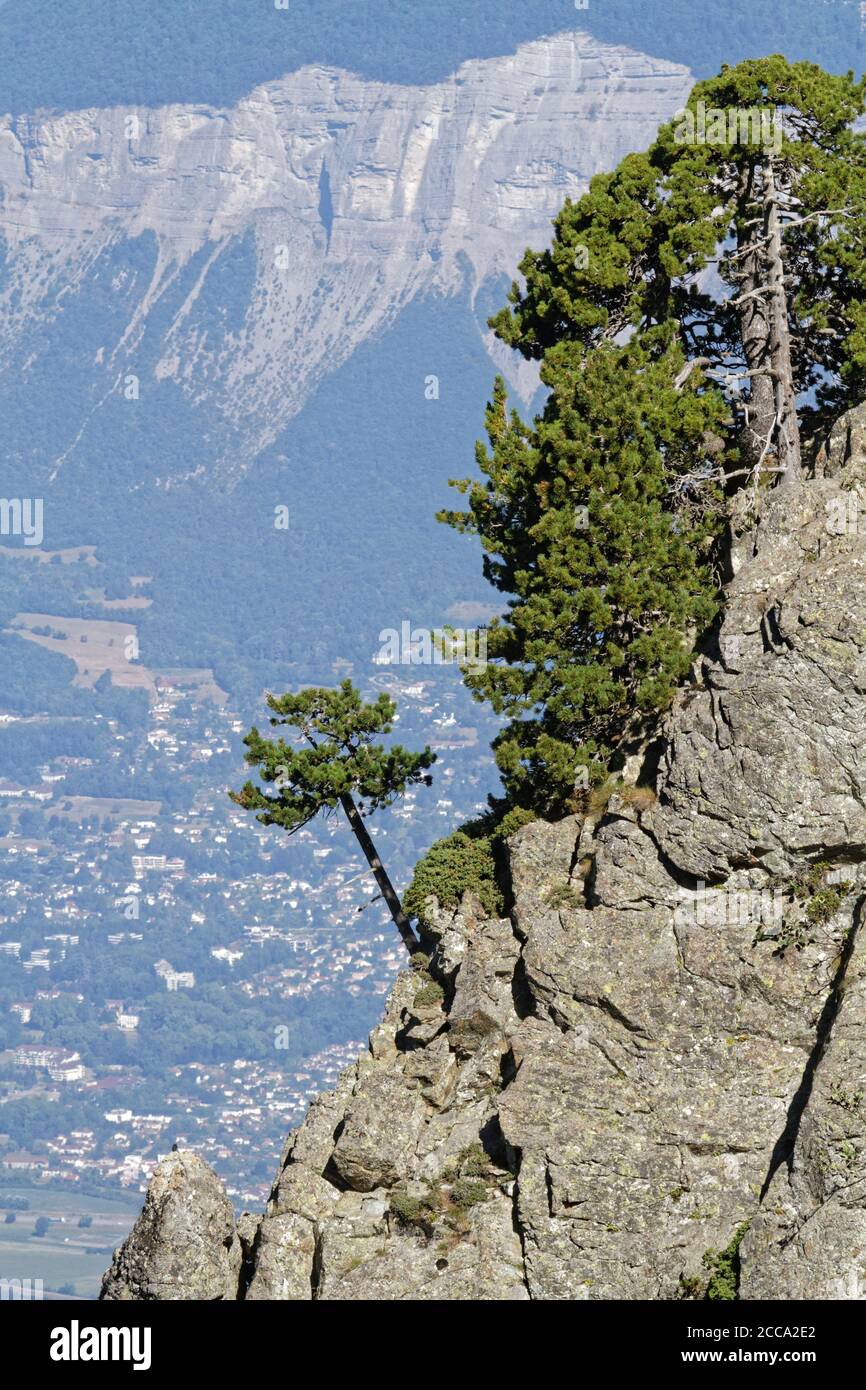 Trees of the cliff over the valley Stock Photo - Alamy